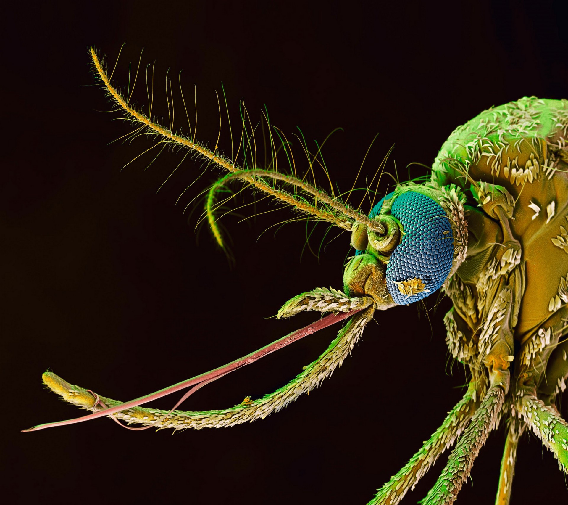 KOMARCI I BOLESTI - Monitoring komaraca Odjela za biologiju